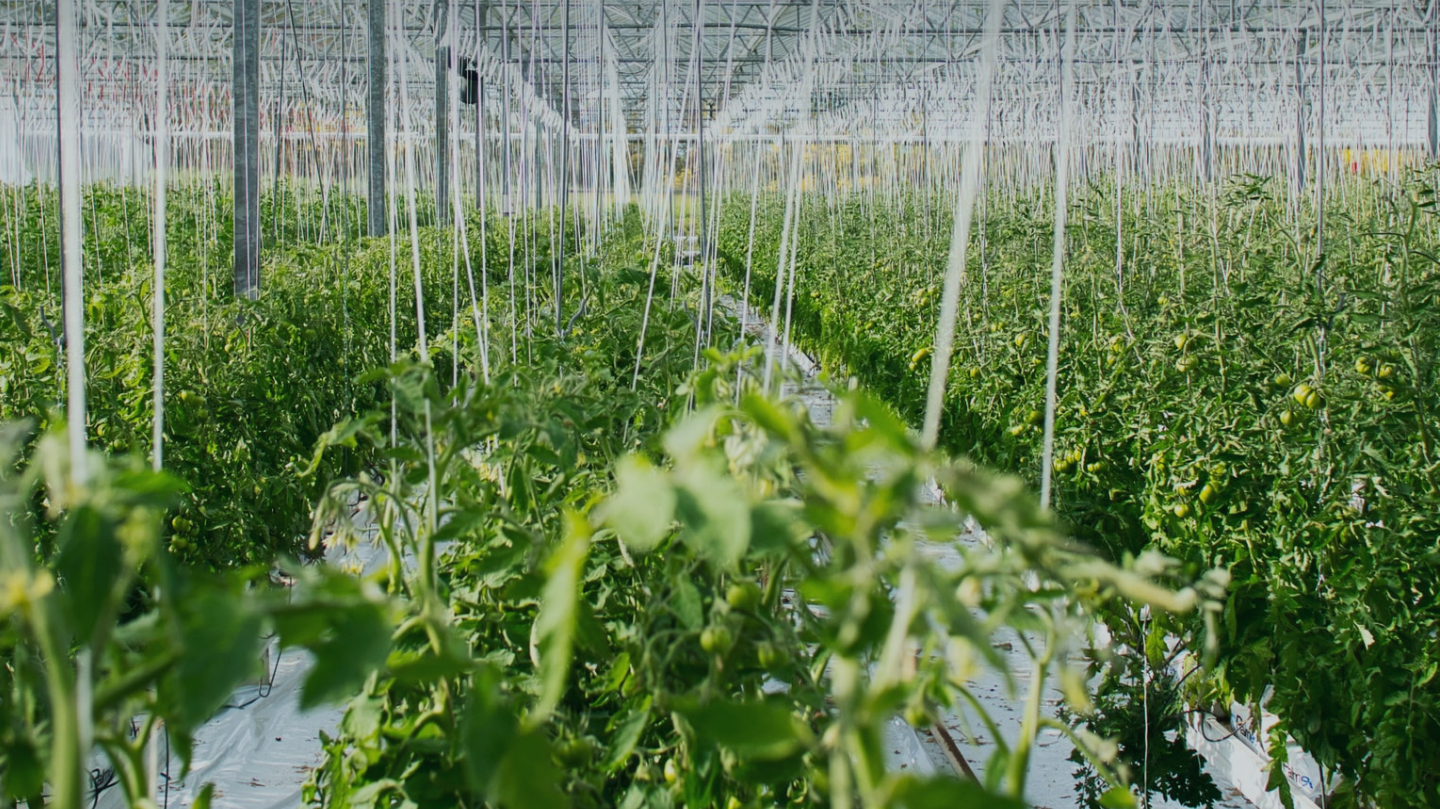Crop Disease Detection - Valiance Crop Disease Detection - Valiance